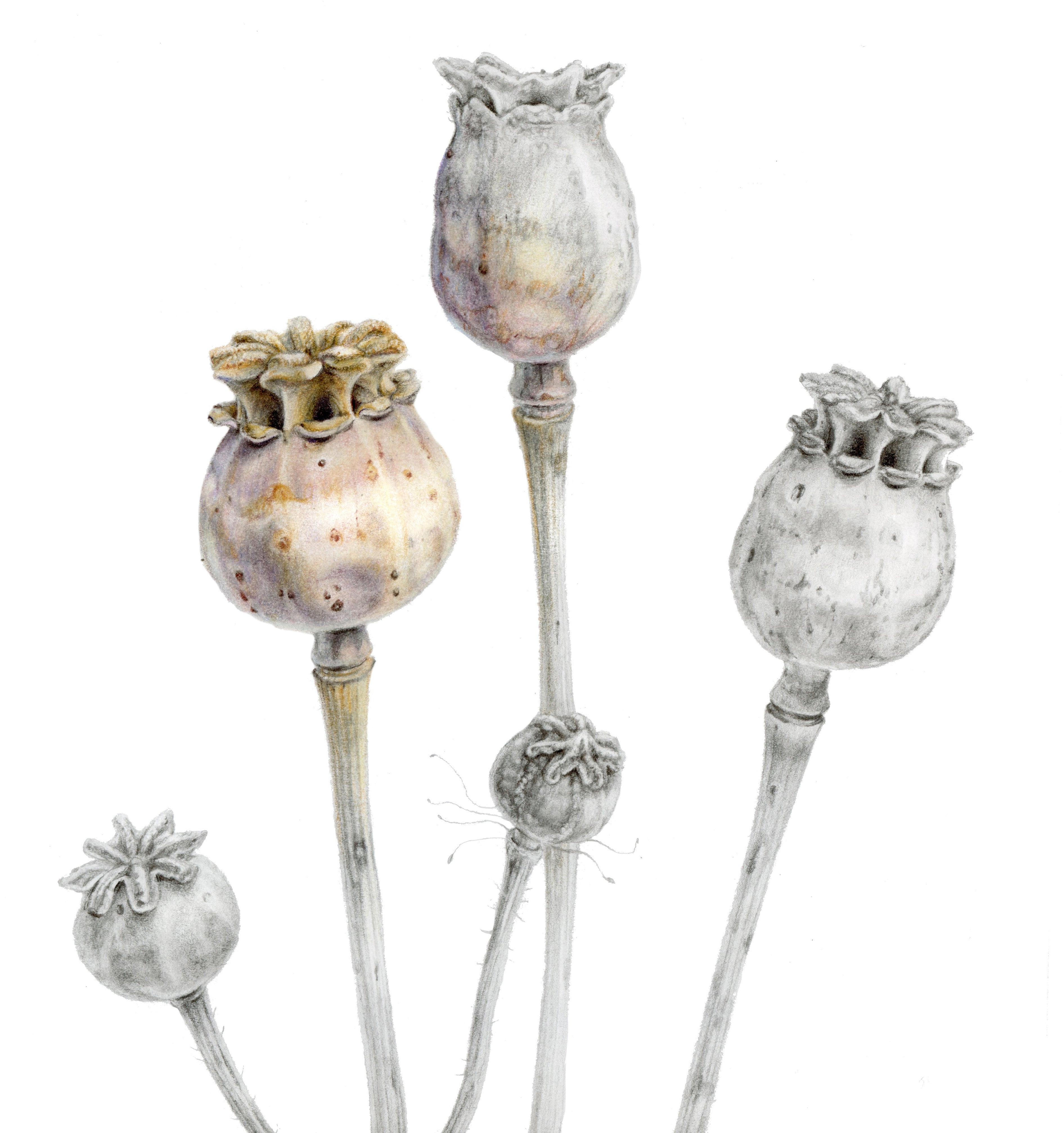 All Available Originals – Crystal Driedger Fine Art & Illustration